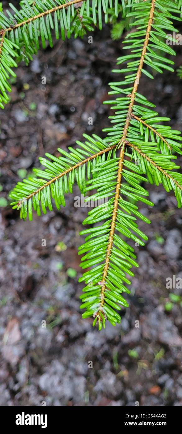 grand fir (Abies grandis Stock Photo - Alamy