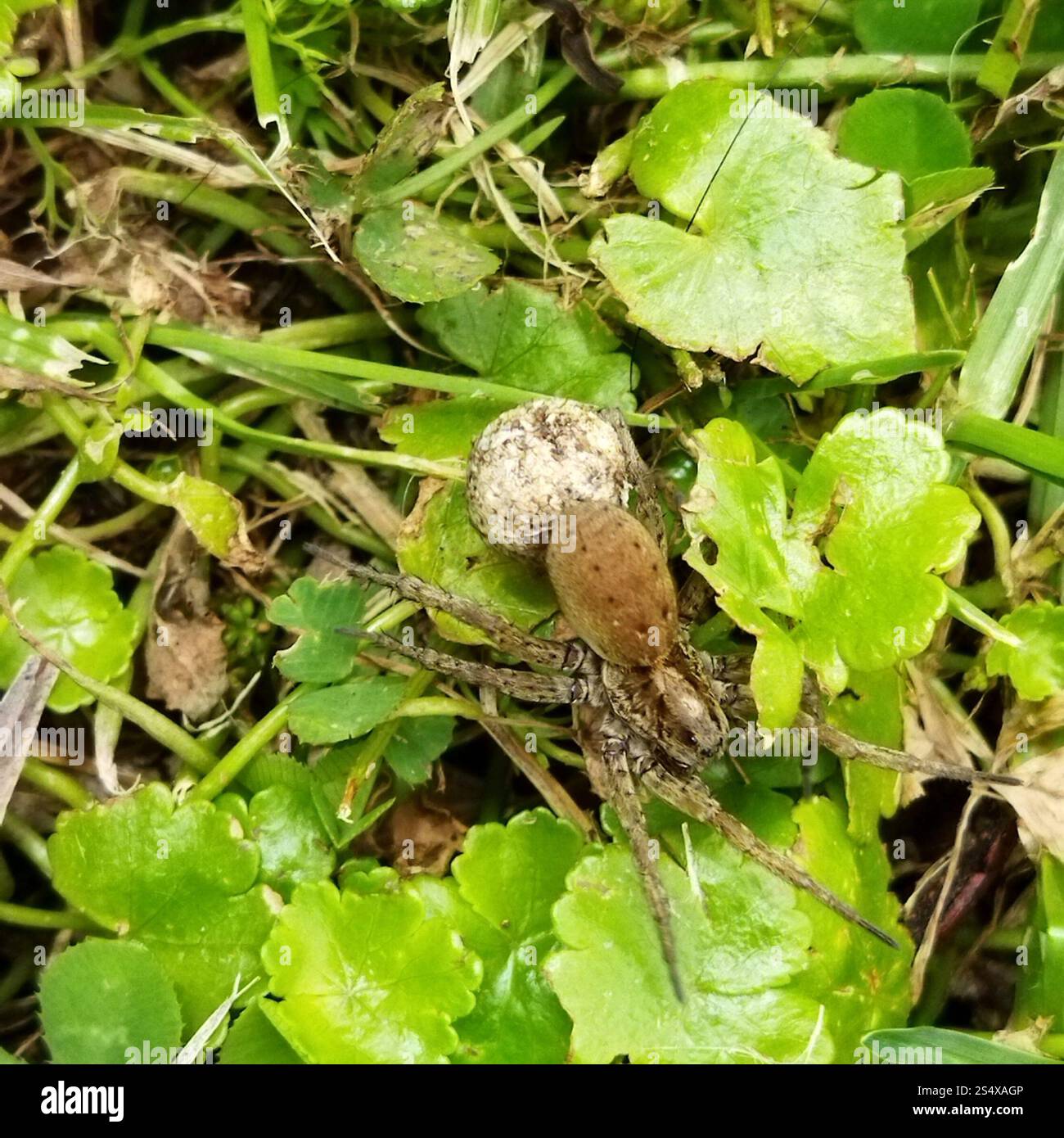 Burrow-living Wolf Spiders (Hogna Stock Photo - Alamy