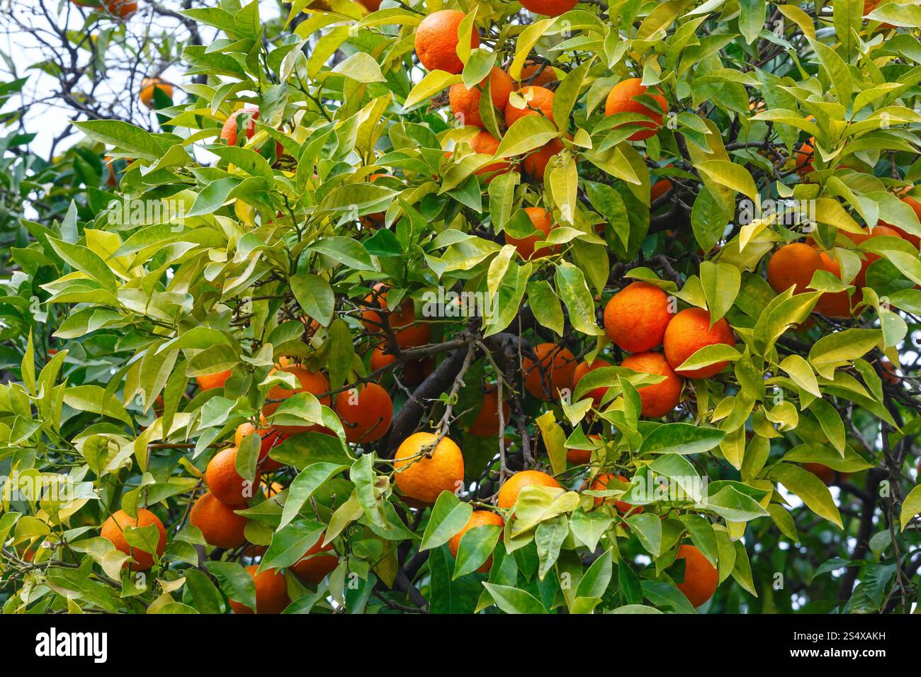 Mandarin tree with orange fruits and dense foliage Stock Photo - Alamy