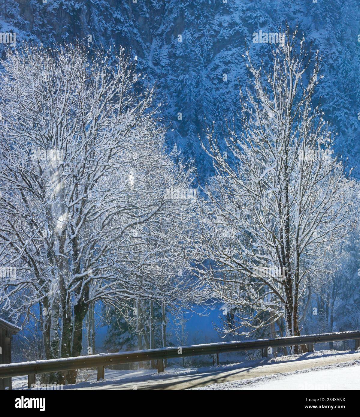 Winter country road with light snowfall, falling snow from the trees ...