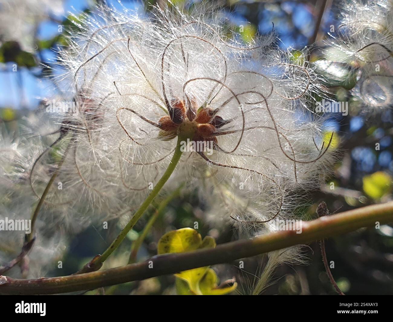 Forster's Clematis (Clematis forsteri Stock Photo - Alamy