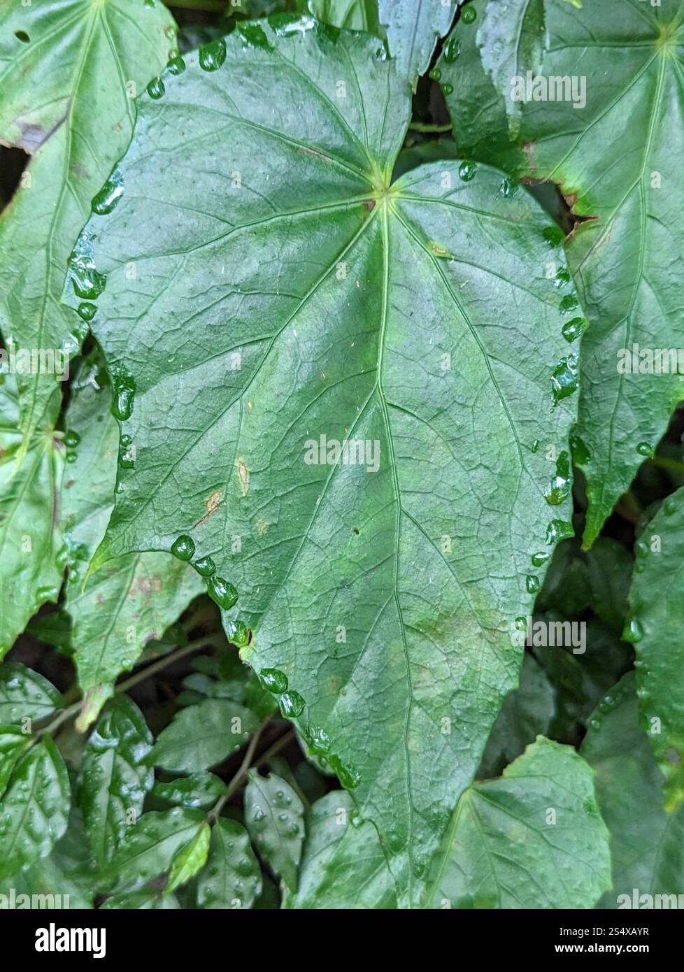 Formosana begonia (Begonia formosana Stock Photo - Alamy