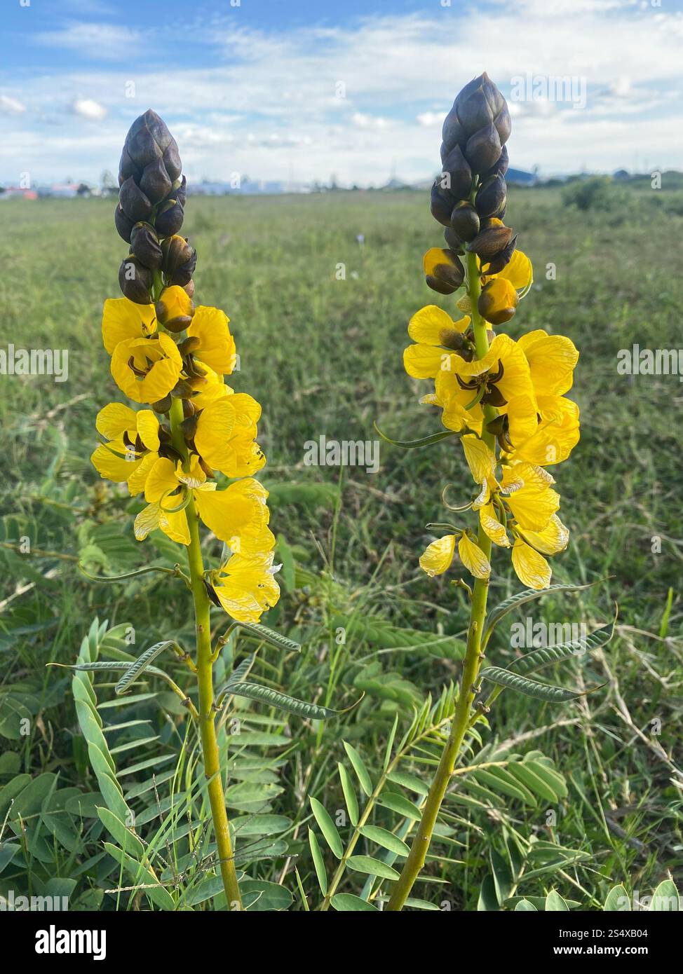 Peanut-Butter Cassia (Senna didymobotrya Stock Photo - Alamy
