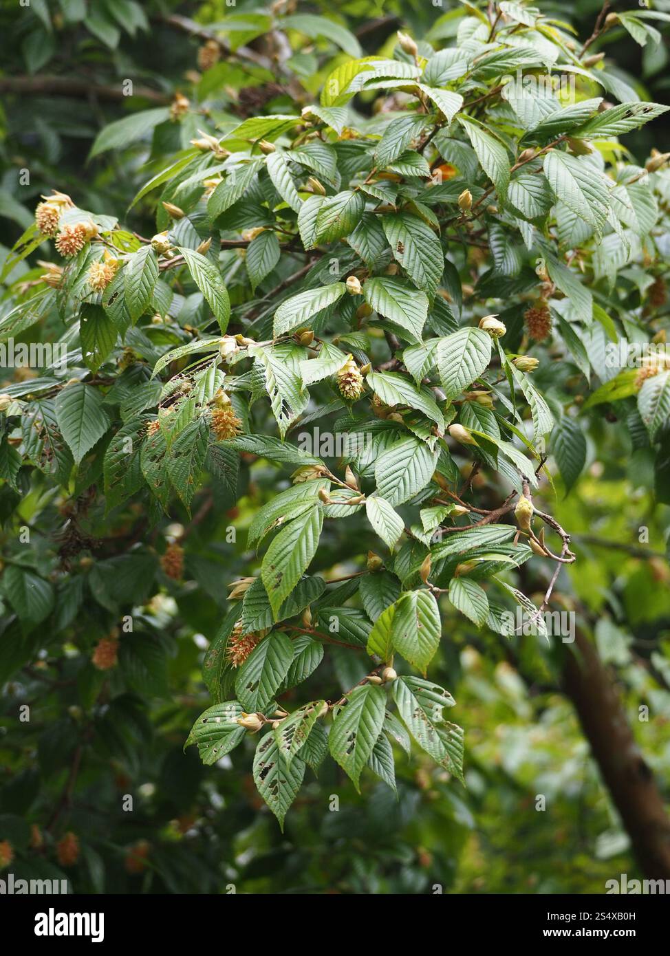 Corylopsis multiflora hi-res stock photography and images - Alamy