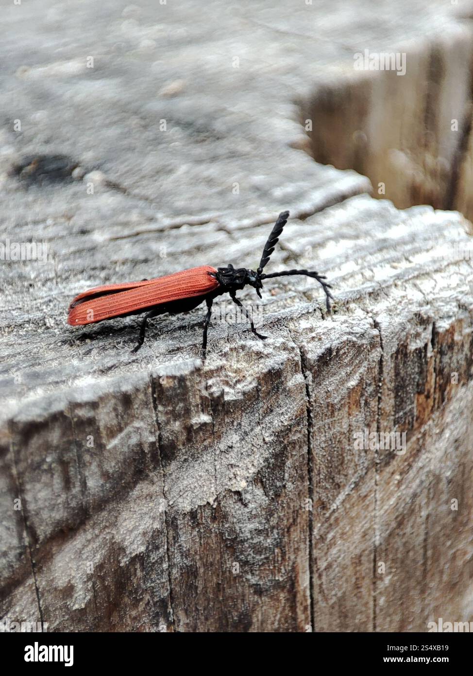 Red-winged Lycid (Porrostoma rufipenne Stock Photo - Alamy
