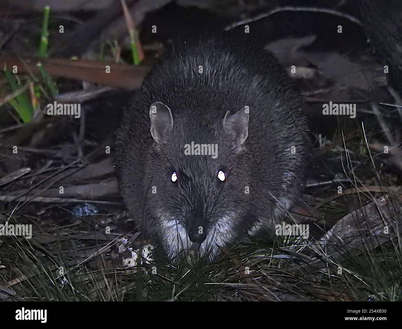 Southern Brown Bandicoot (Isoodon obesulus Stock Photo - Alamy