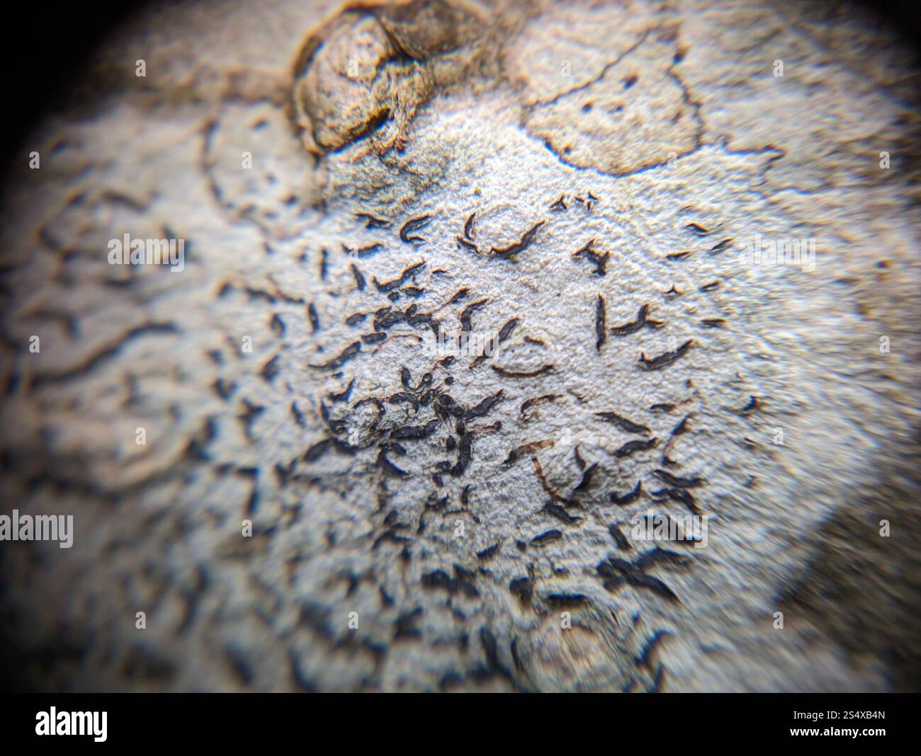 Common Script Lichen (Graphis scripta Stock Photo - Alamy