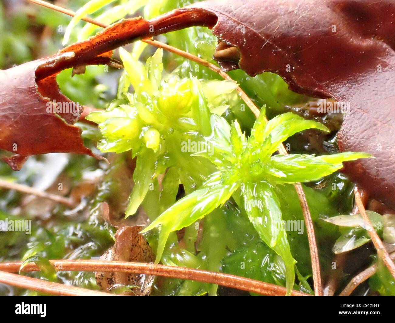 Cow-horn Bog-moss (Sphagnum denticulatum Stock Photo - Alamy