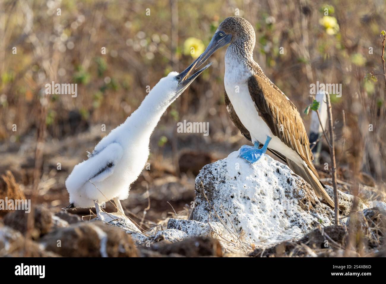 Blue footed booby regurgitating food to feed its young, Galápagos ...