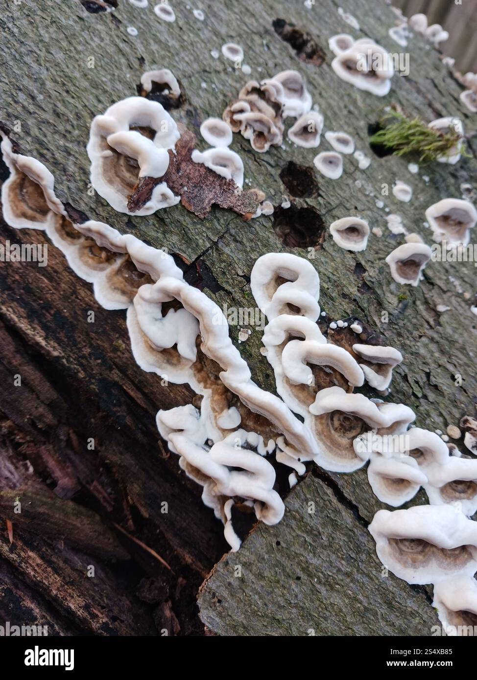 Smoky polypore (Bjerkandera adusta Stock Photo - Alamy
