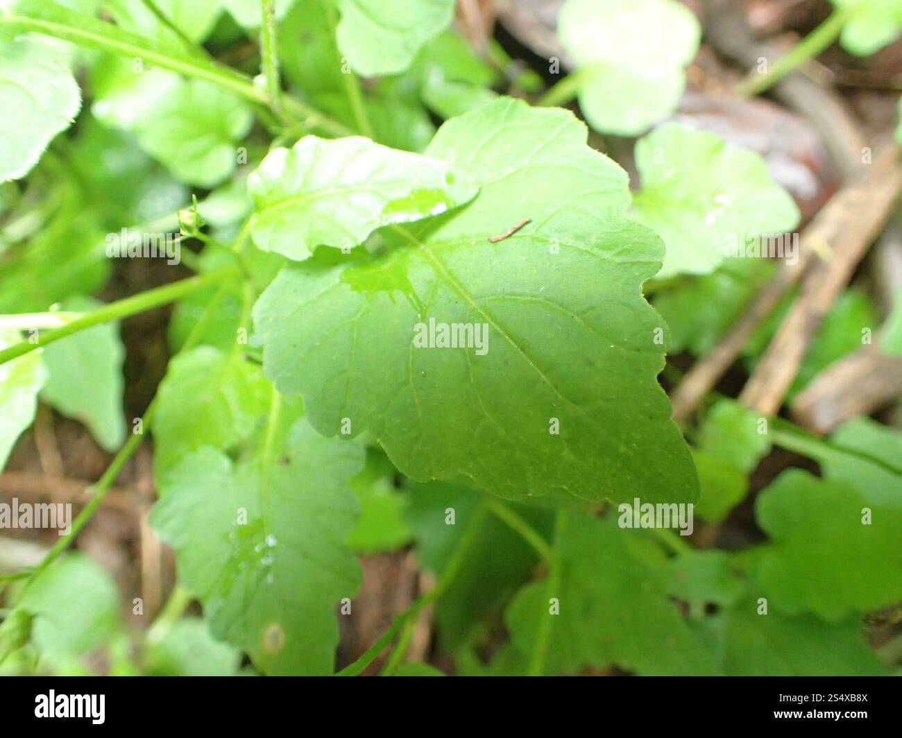 Wing White Lobelia (Lobelia pteropoda Stock Photo - Alamy