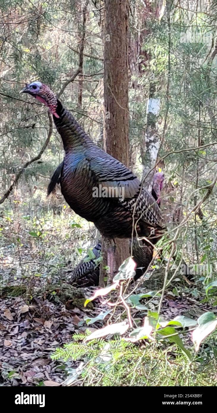 Wild Turkey (Meleagris gallopavo Stock Photo - Alamy