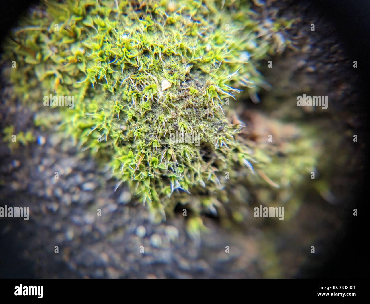 Wall Screw-moss (Tortula muralis Stock Photo - Alamy