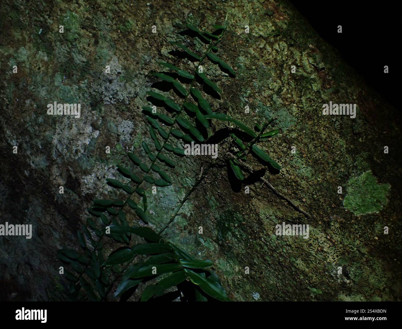 candle vine (Pothos longipes Stock Photo - Alamy