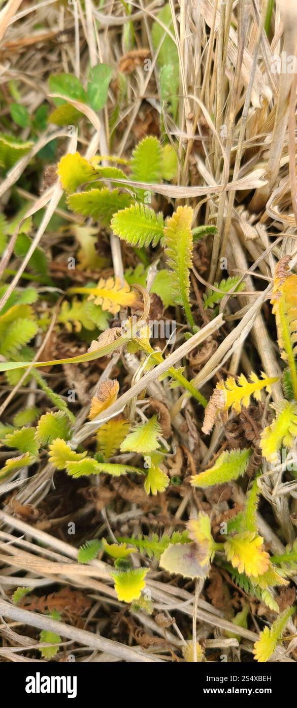 Leptinella (Leptinella squalida Stock Photo - Alamy