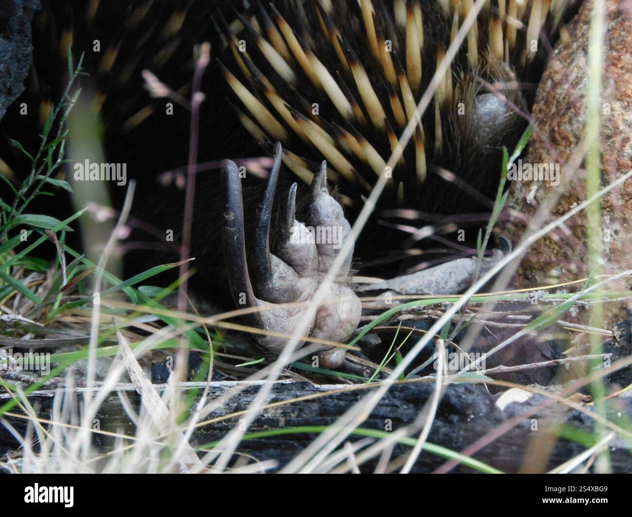Tasmanian Echidna (Tachyglossus aculeatus setosus Stock Photo - Alamy