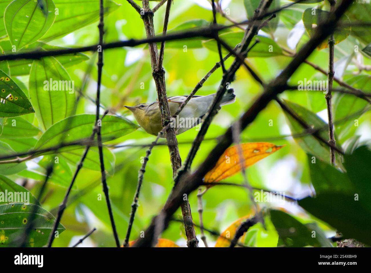Blackburnian Warbler (Setophaga fusca Stock Photo - Alamy