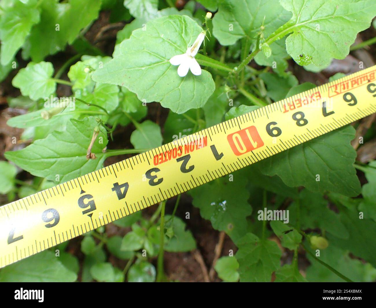 Wing White Lobelia (Lobelia pteropoda Stock Photo - Alamy