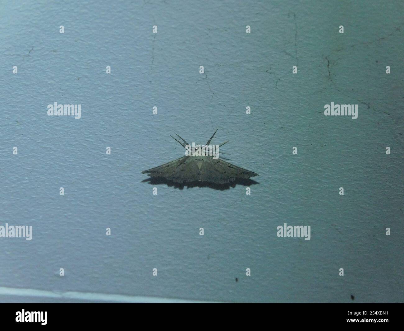 Cape Moths (Amelora Stock Photo - Alamy