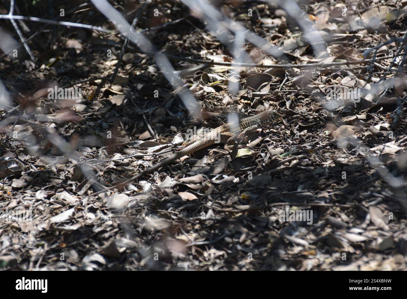 Western Whiptail (Aspidoscelis tigris Stock Photo - Alamy