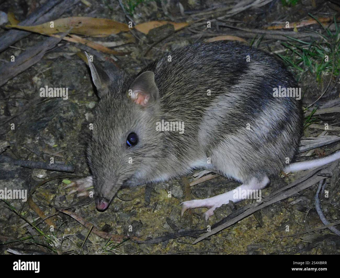 Eastern Barred Bandicoot (Perameles gunnii Stock Photo - Alamy