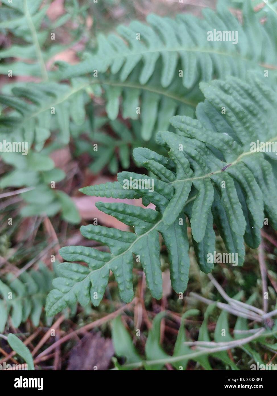 common polypody (Polypodium vulgare Stock Photo - Alamy