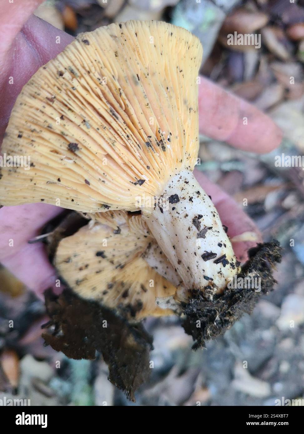 golden milkcap (Lactarius alnicola Stock Photo - Alamy