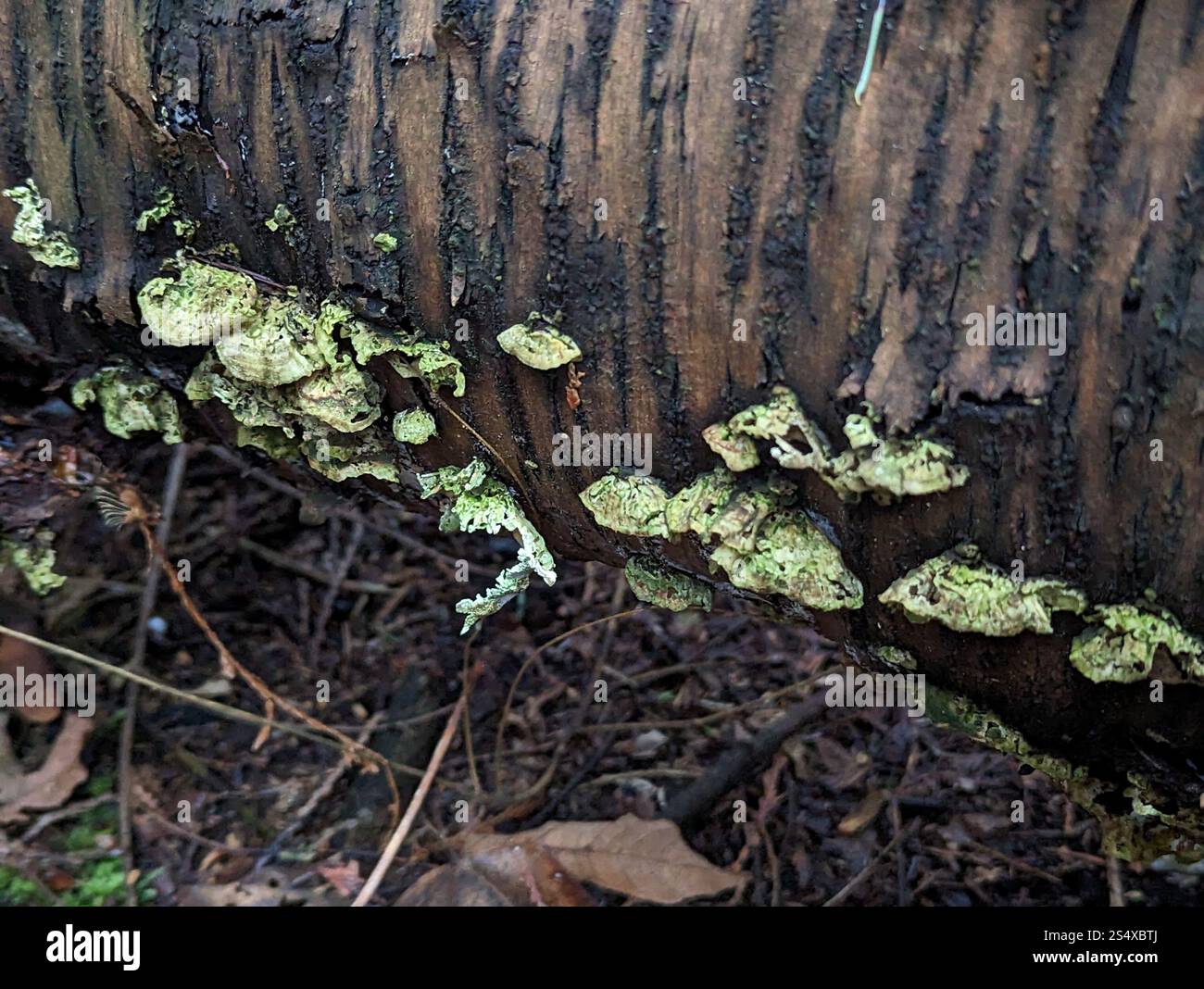 Purplepore Bracket (Trichaptum abietinum Stock Photo - Alamy