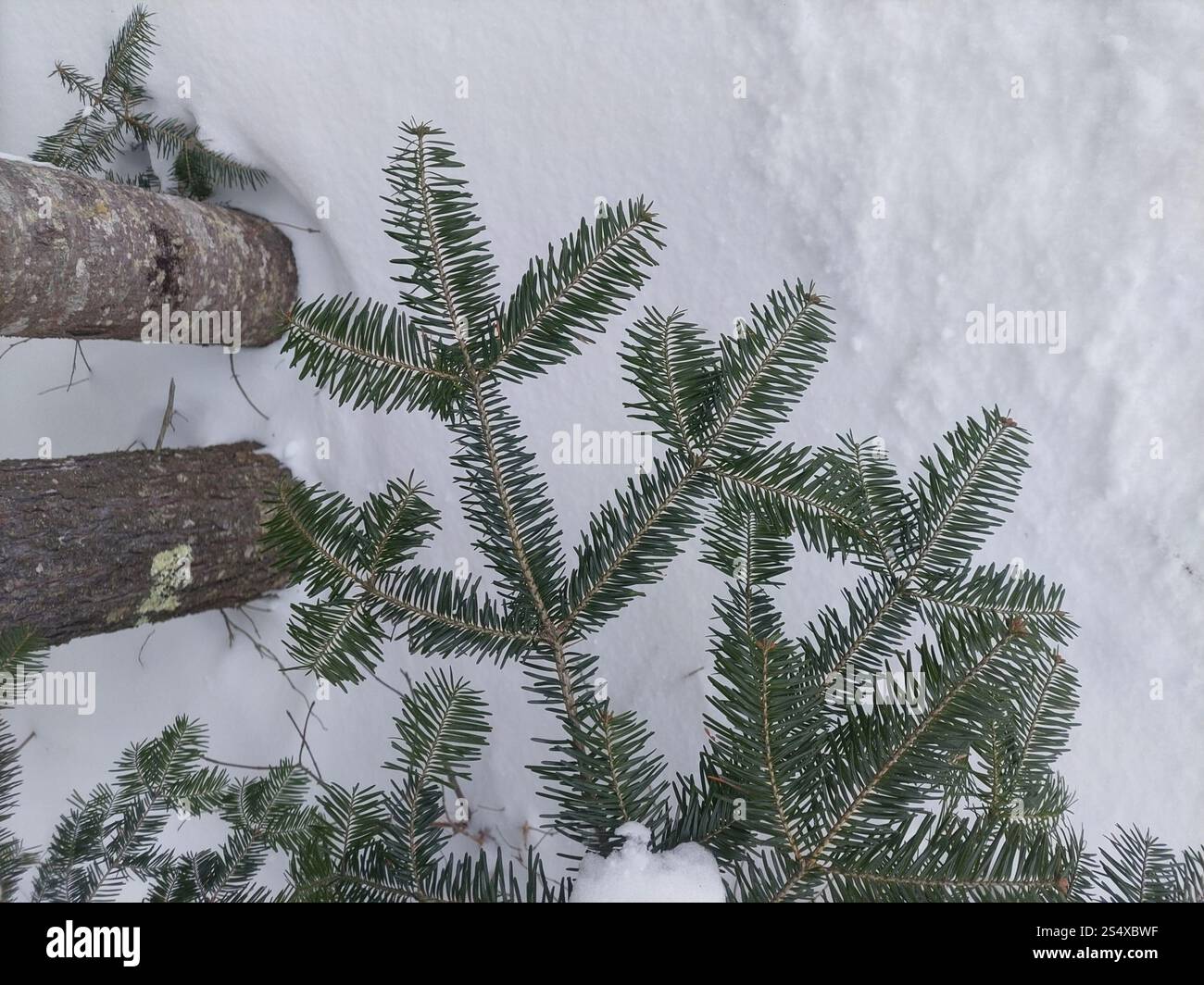 balsam fir (Abies balsamea Stock Photo - Alamy