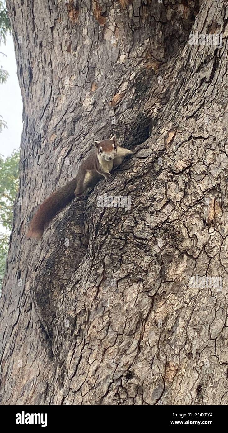 Finlayson's Squirrel (Callosciurus finlaysonii Stock Photo - Alamy