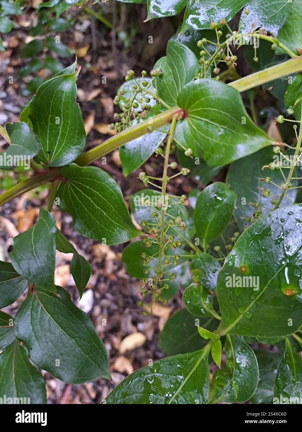 Tree Tutu (Coriaria arborea Stock Photo - Alamy