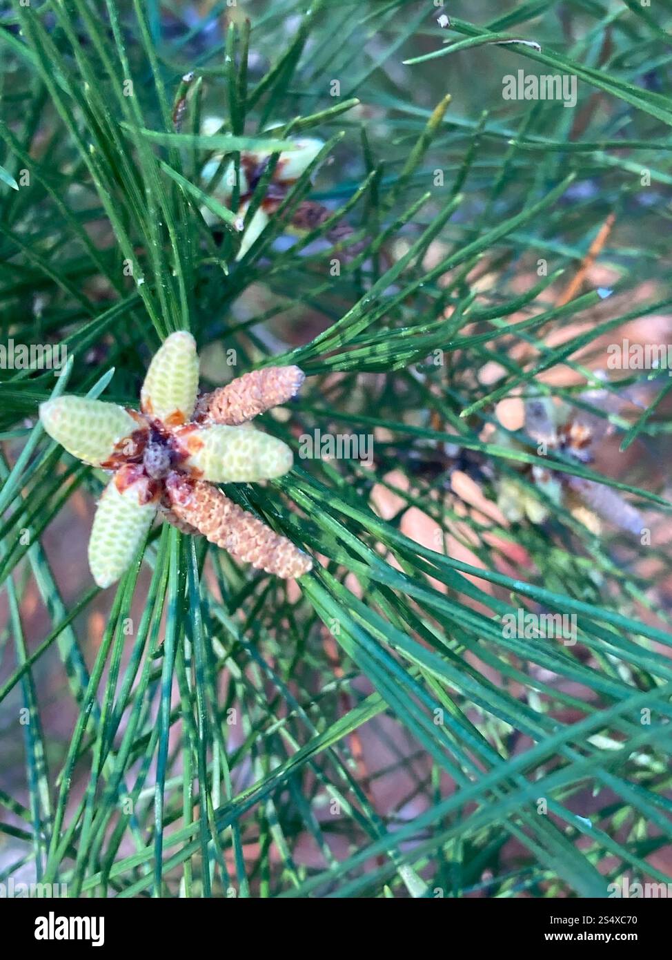 sand pine (Pinus clausa Stock Photo - Alamy