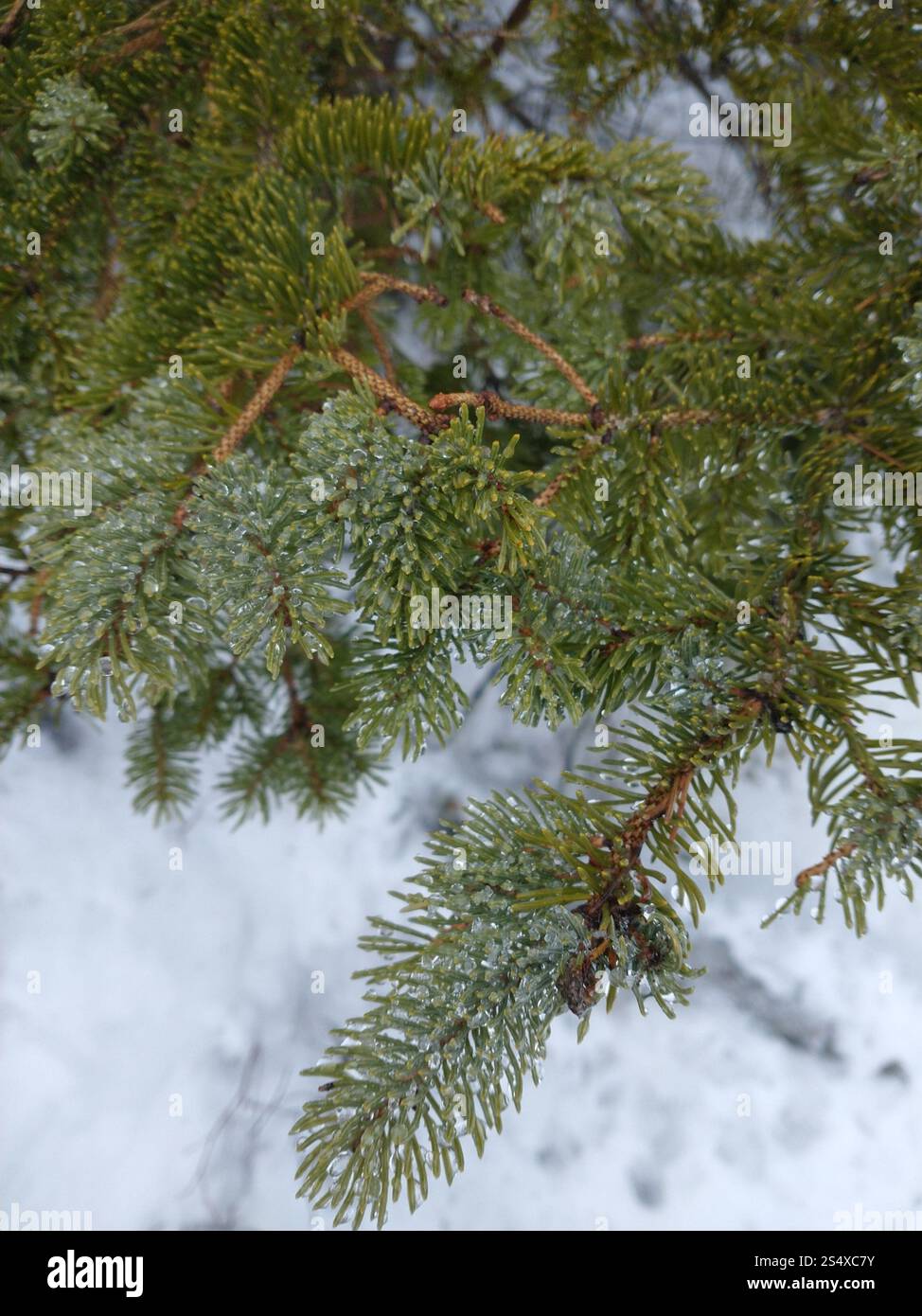 white spruce (Picea glauca Stock Photo - Alamy