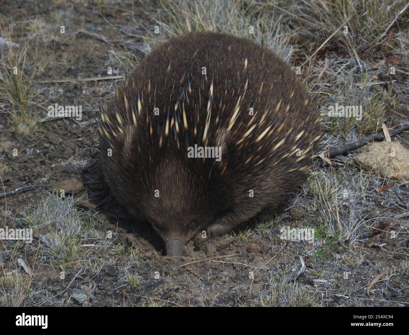 Tasmanian Echidna (Tachyglossus aculeatus setosus Stock Photo - Alamy