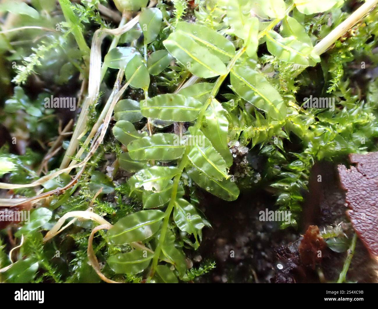 Palm-tree Moss (Plagiomnium undulatum Stock Photo - Alamy