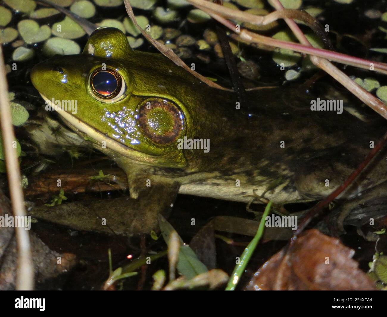 Pig Frog (Lithobates grylio Stock Photo - Alamy