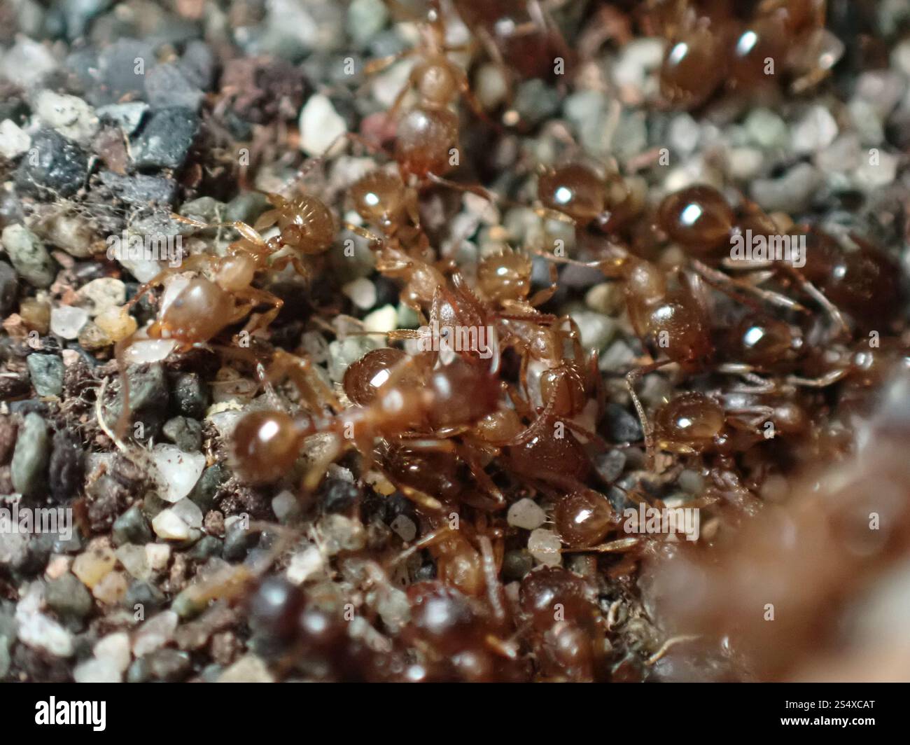 Western Collared Ant (Aphaenogaster occidentalis Stock Photo - Alamy