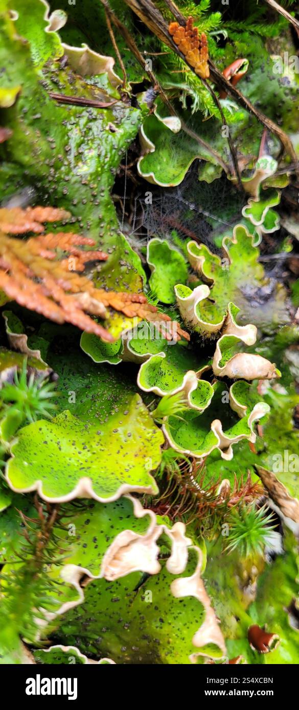 freckled pelt lichen (Peltigera aphthosa Stock Photo - Alamy