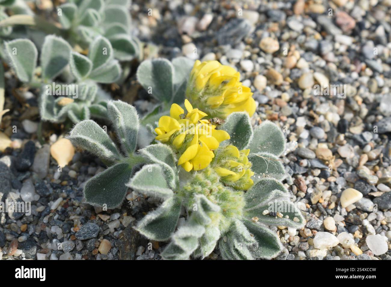 Coastal medick (Medicago marina Stock Photo - Alamy