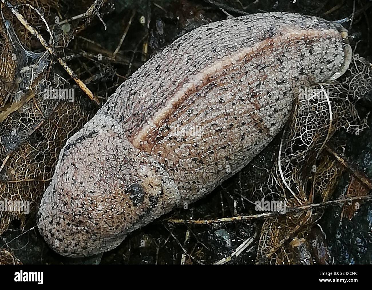 Spotted Keeled Slug (Tandonia rustica Stock Photo - Alamy