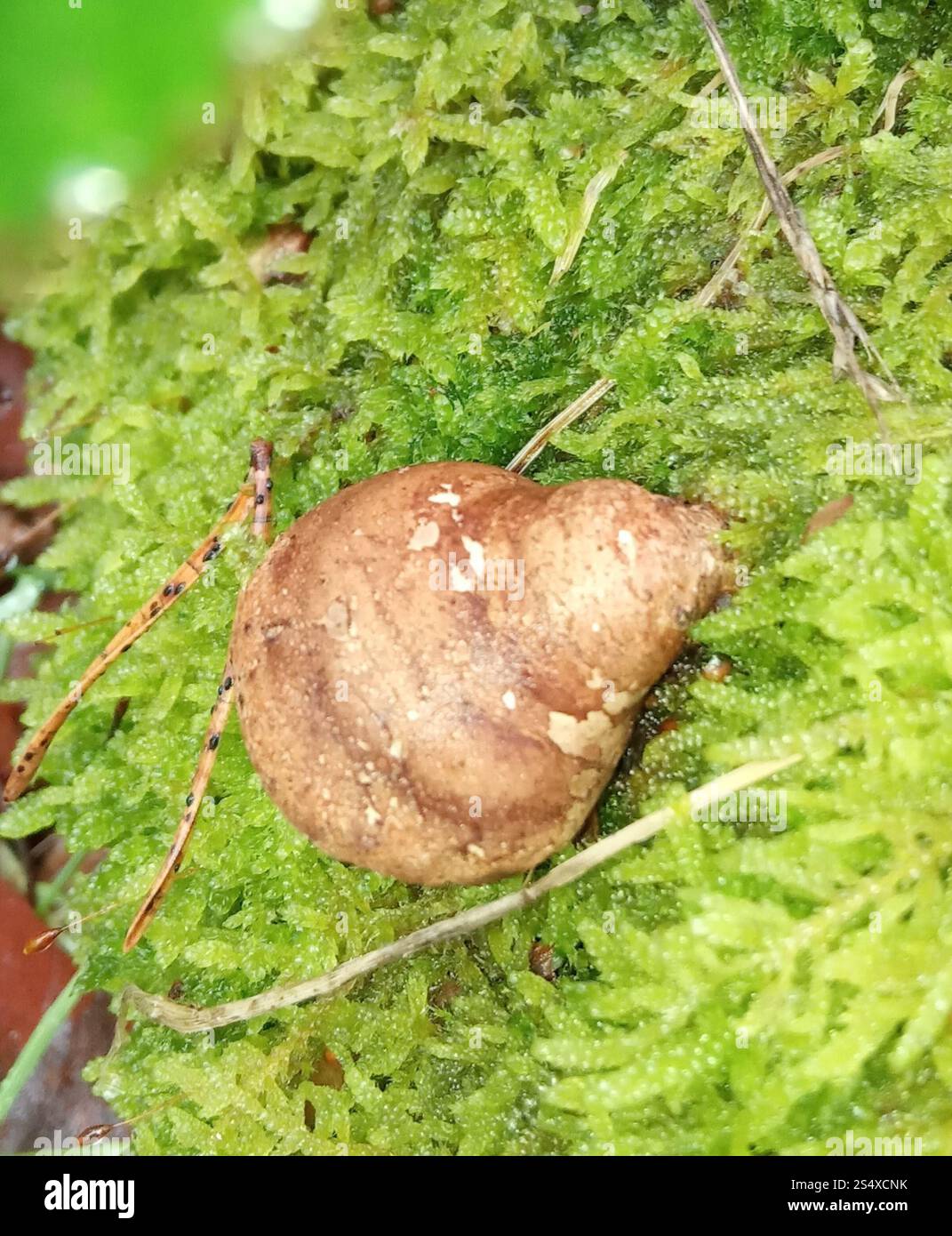 birch polypore (Fomitopsis betulina Stock Photo - Alamy