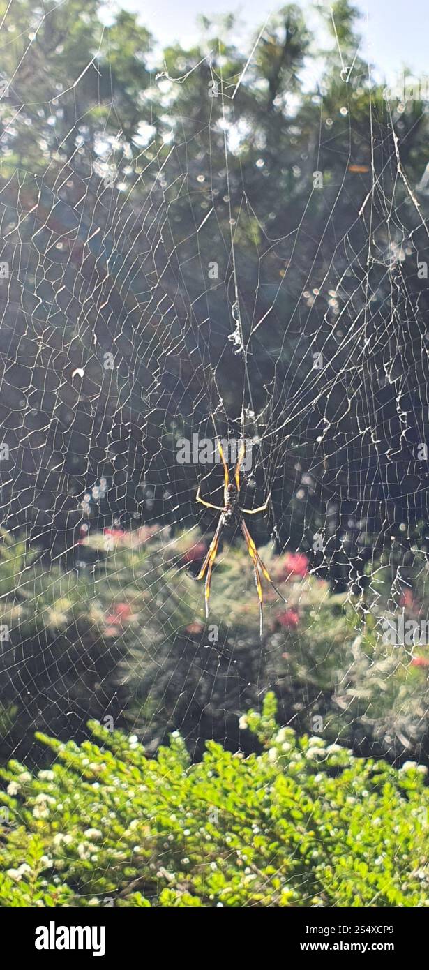 Tiger Spider (Trichonephila plumipes Stock Photo - Alamy