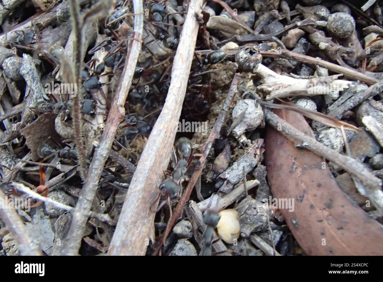 Inch Ant (Myrmecia pyriformis Stock Photo - Alamy