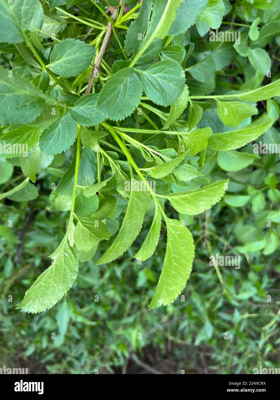 blue elder (Sambucus cerulea Stock Photo - Alamy