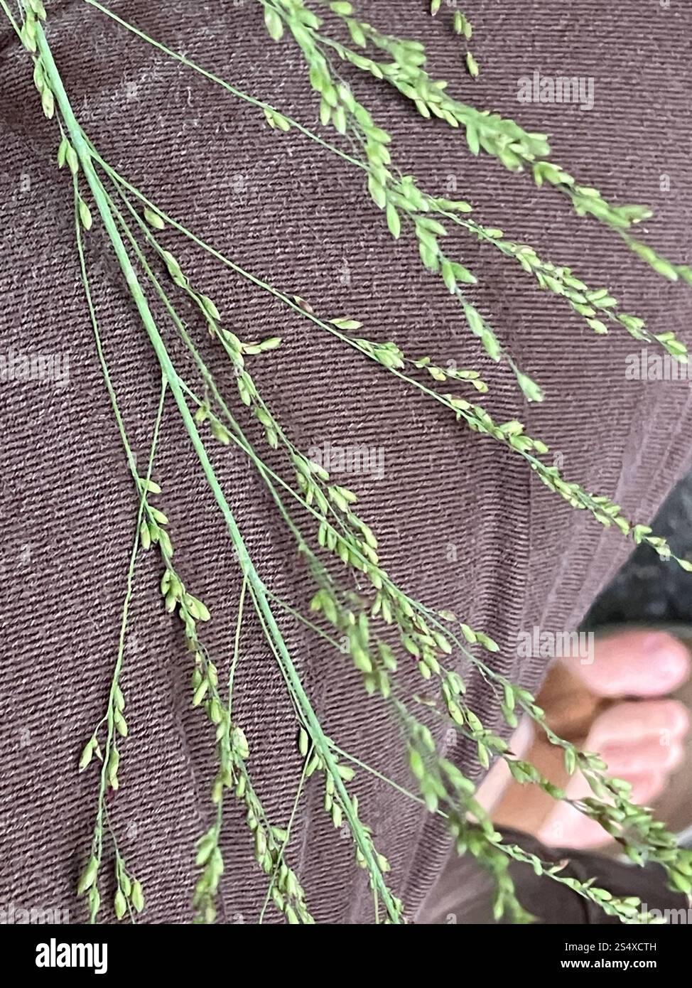 guinea grass (Megathyrsus maximus Stock Photo - Alamy