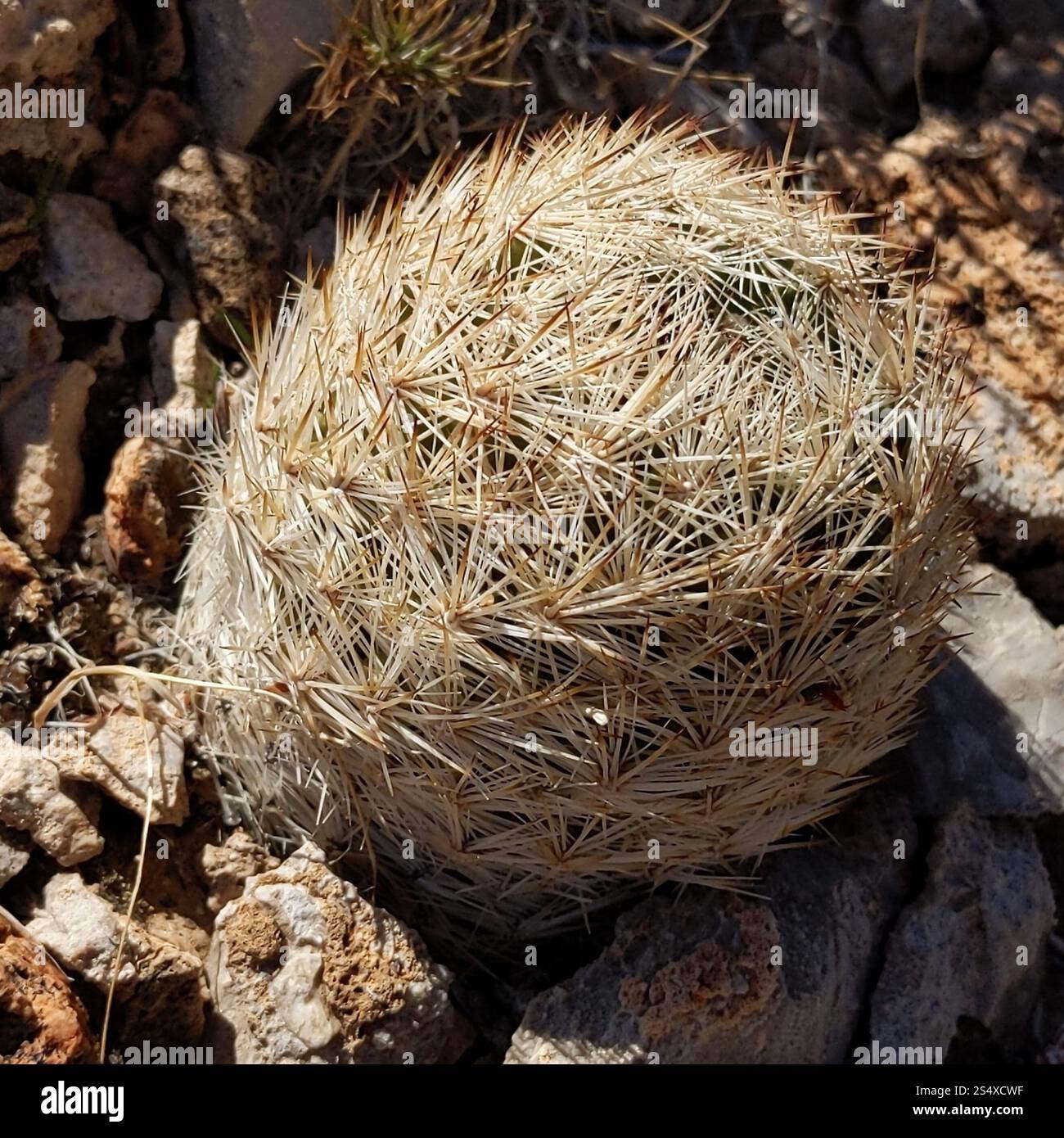 Desert Spinystar (Escobaria chlorantha Stock Photo - Alamy