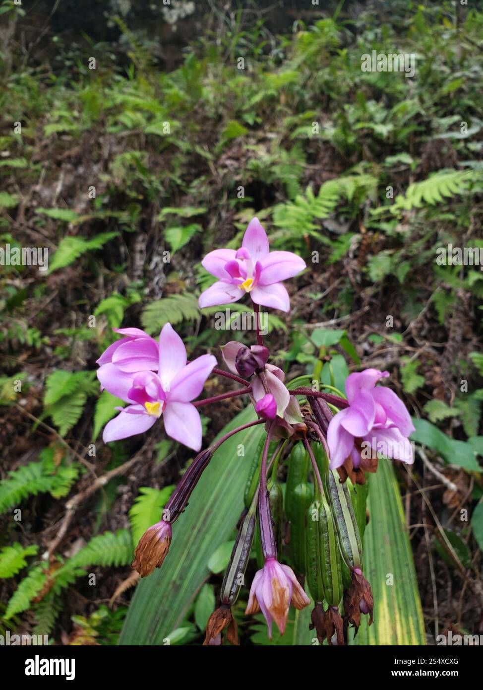 Philippine Ground Orchid (Spathoglottis plicata Stock Photo - Alamy