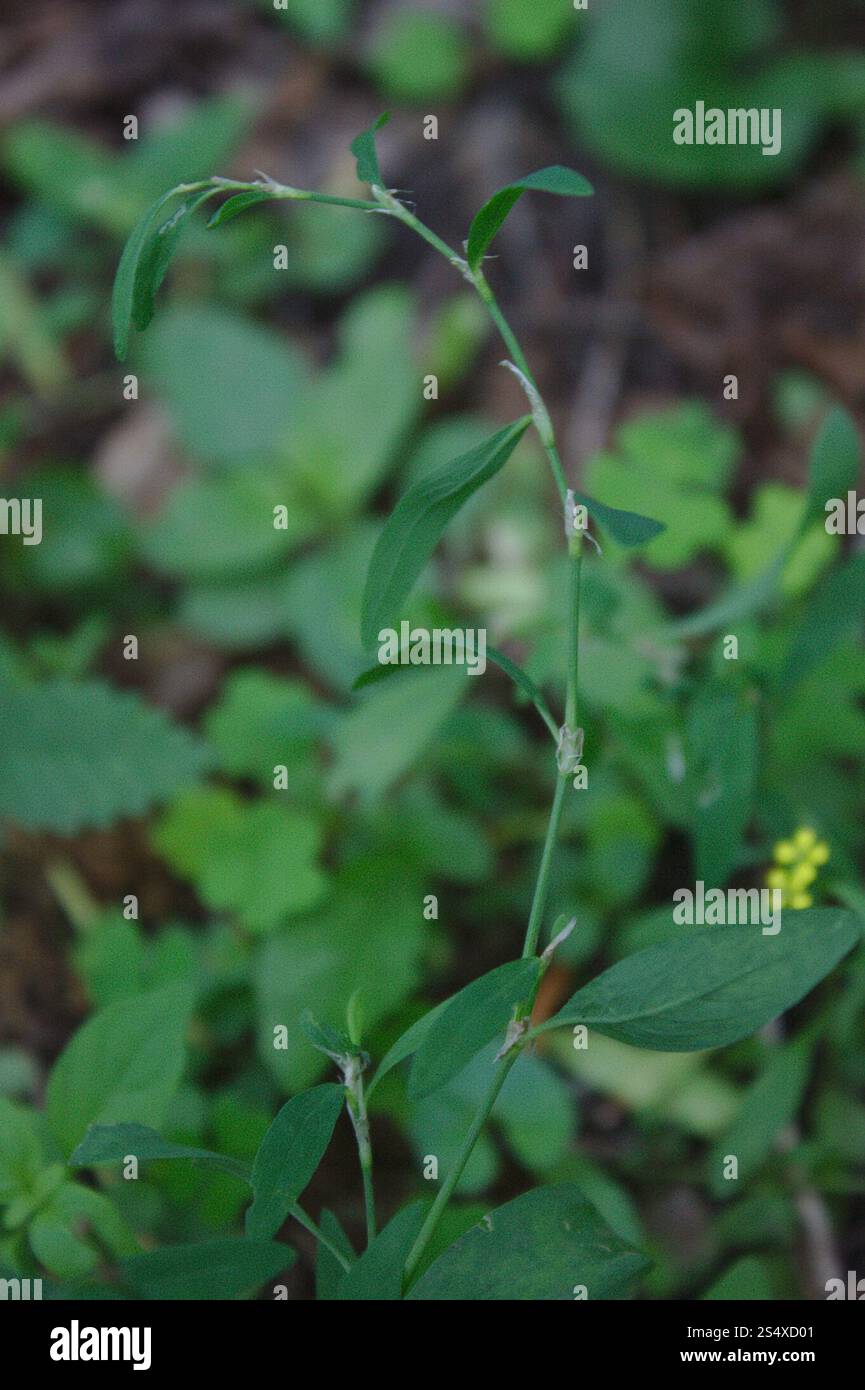 Oval Leaf Knotweed (Polygonum arenastrum Stock Photo - Alamy