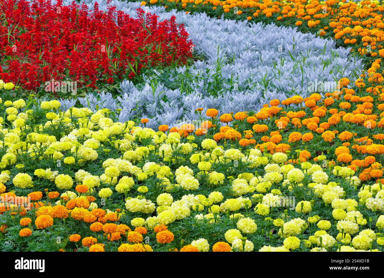Orange and yellow marigold flowers, red Scarlet Salvia plant on summer ...
