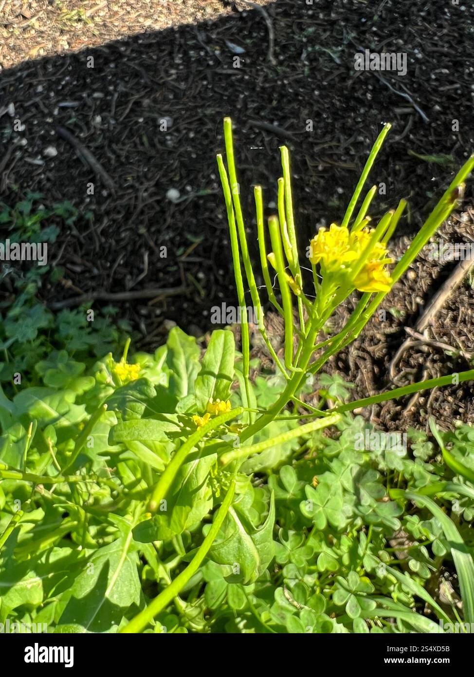 London rocket (Sisymbrium irio Stock Photo - Alamy